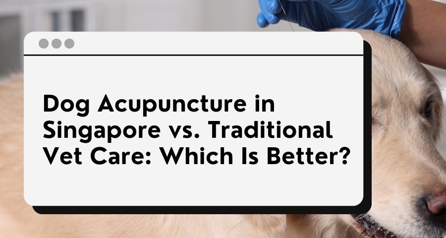 Dog Acupuncture in Singapore vs. Traditional Vet Care: Which Is Better ...