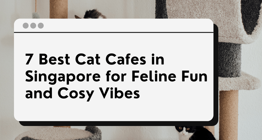 7 Best Cat Cafes in Singapore for Feline Fun and Cosy Vibes - The ...