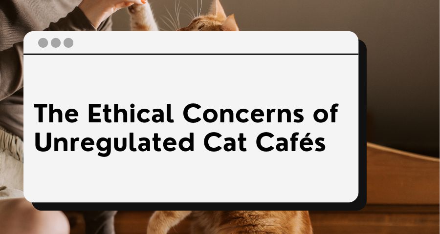 The Ethical Concerns of Unregulated Cat Cafés - The Singaporean