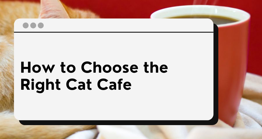 How to Choose the Right Cat Cafe - The Singaporean